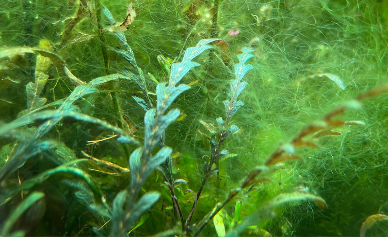 Algae Guide Part 1 - Liverpool Creek Aquariums