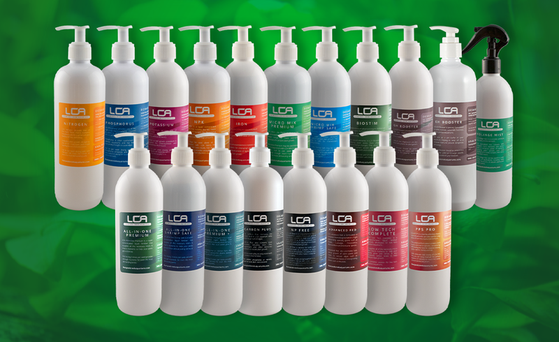 Australian Amano Shrimp - Liverpool Creek Aquariums