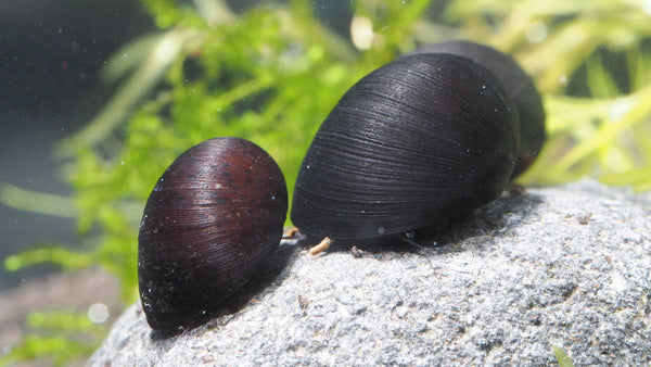 Military Helmet Snail ( Large Nerite Snail ) Buy 3 Get 1 FREE ...