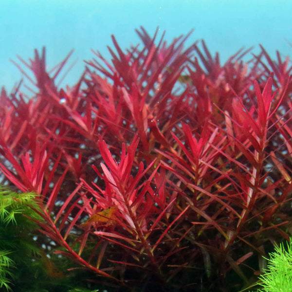 Rotala "Blood Red" - Liverpool Creek Aquariums