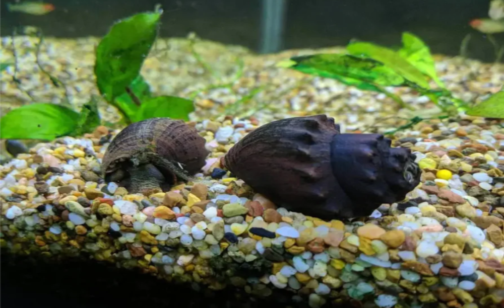 Snails - Liverpool Creek Aquariums