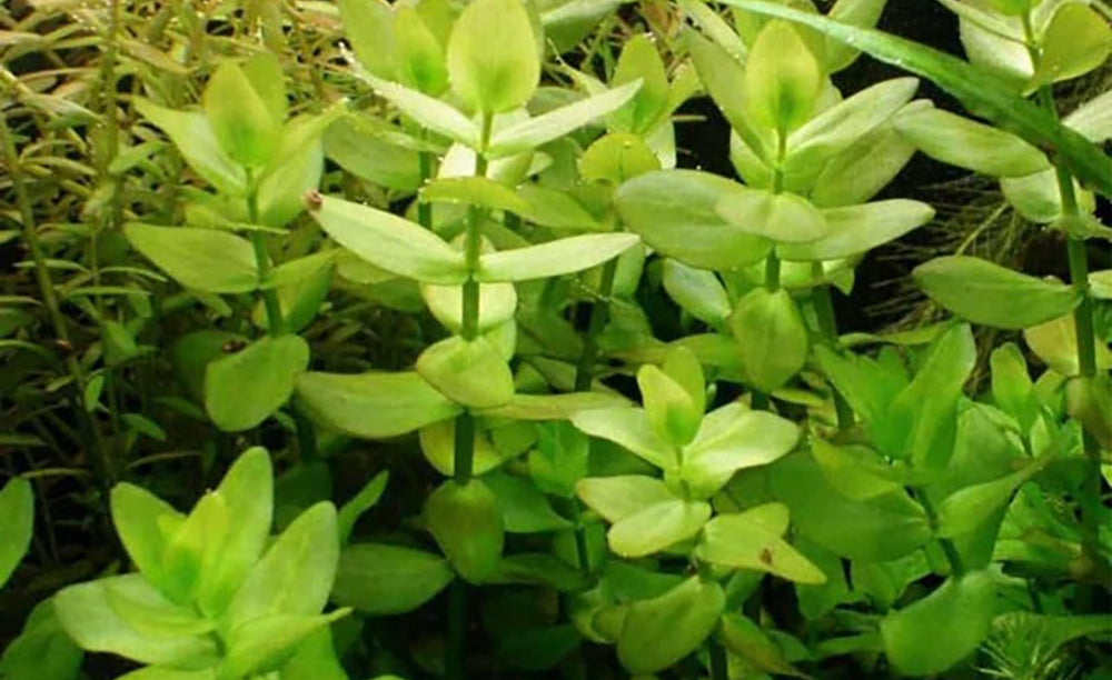 Midground Plants - Liverpool Creek Aquariums