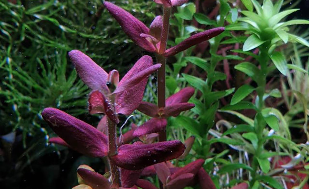 Low Light/Tech Plants - Liverpool Creek Aquariums