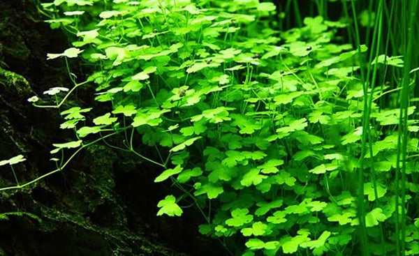 Hydrocotyle tripartita 'japan' mini - Liverpool Creek Aquariums
