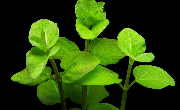 Lindernia rotundifolia "Green" - Liverpool Creek Aquariums