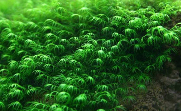 Phoenix Moss (Fissidens fontanus) 6cm Diameter - Liverpool Creek Aquariums