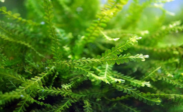 Cameroon Moss 6cm Diameter - Liverpool Creek Aquariums